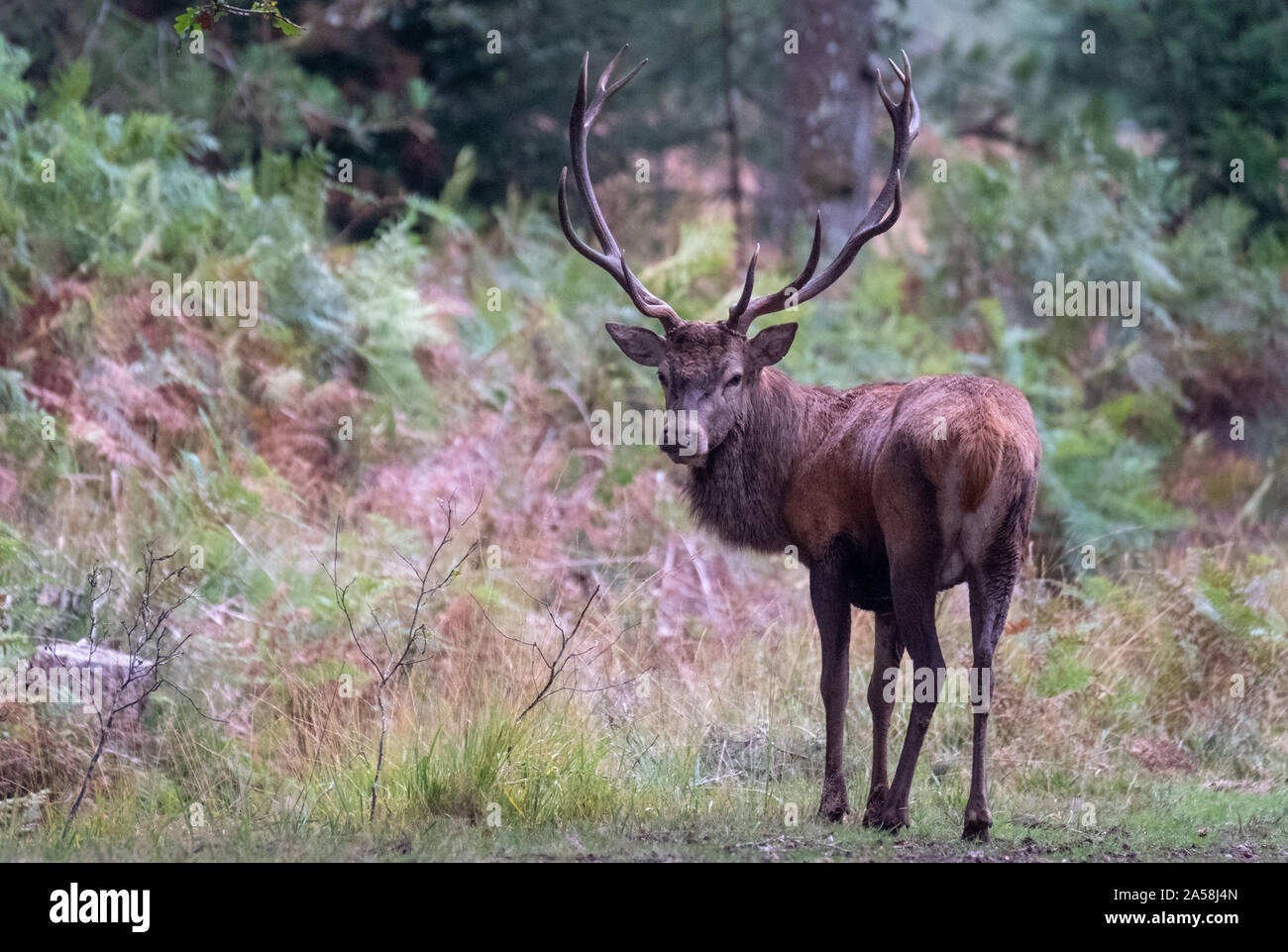 Male red deer with antlers, photographed in autumn rain in countryside ...
