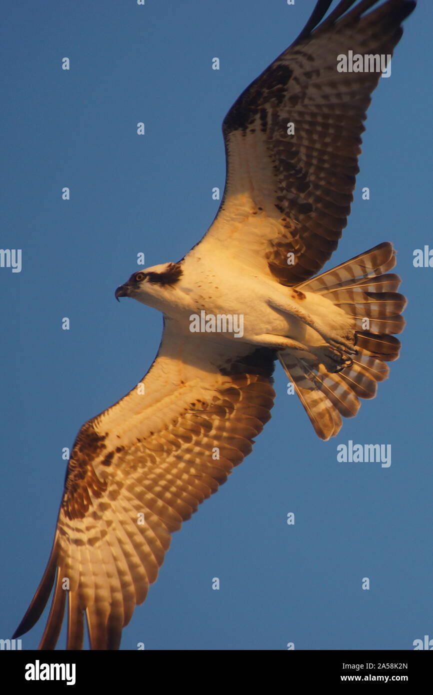 Osprey In Flight Stock Photo - Alamy
