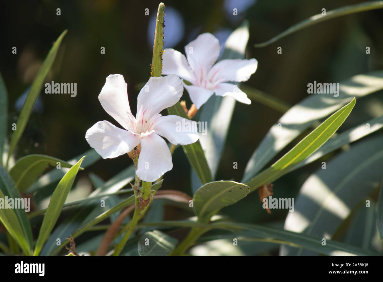Close-up of Oleander (Nerium oleander) flower Stock Photo - Alamy