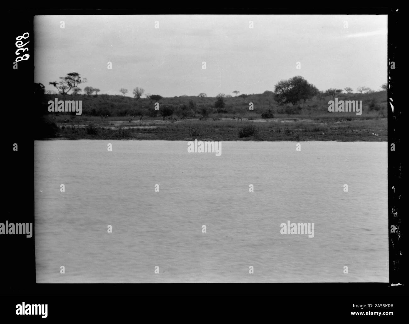 Uganda. Victoria Nile. Deer on the upper banks of the river Stock Photo ...
