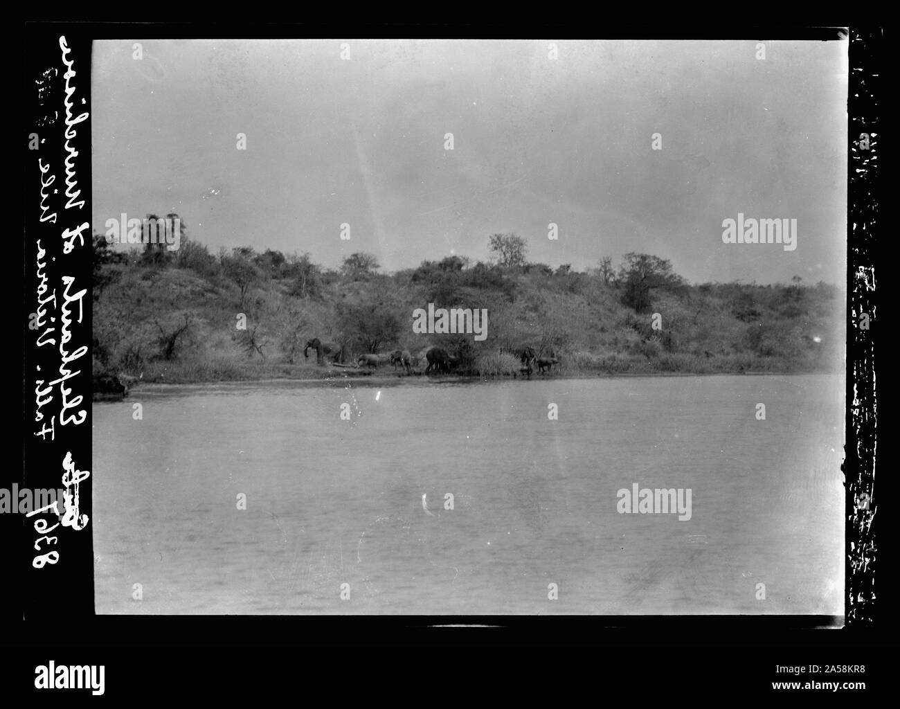 Nile river elephants hi-res stock photography and images - Alamy