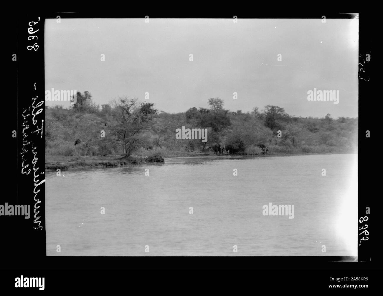 Elephants at the nile hi-res stock photography and images - Alamy