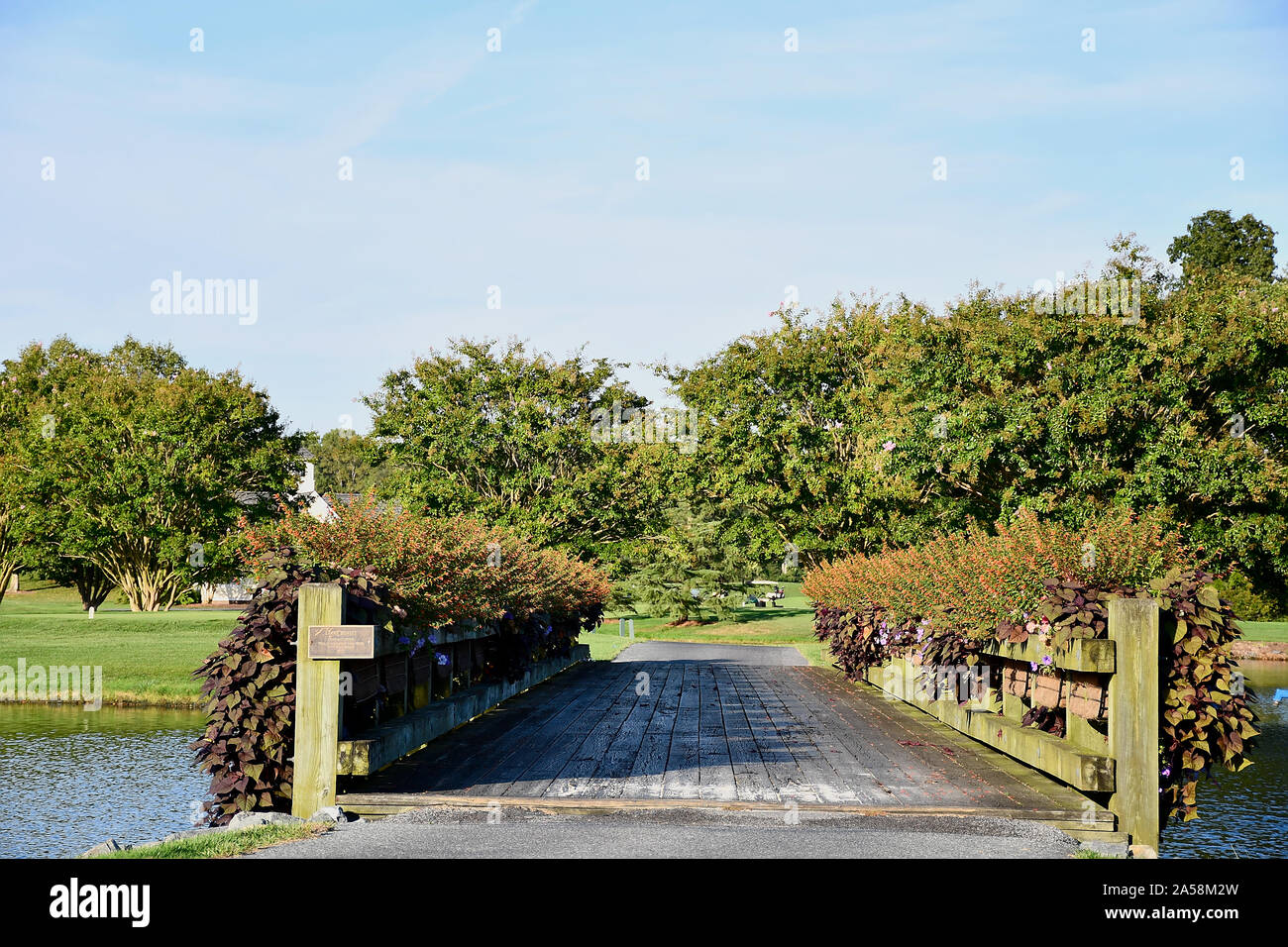 wooden pathway over water lined with flowers Stock Photo - Alamy