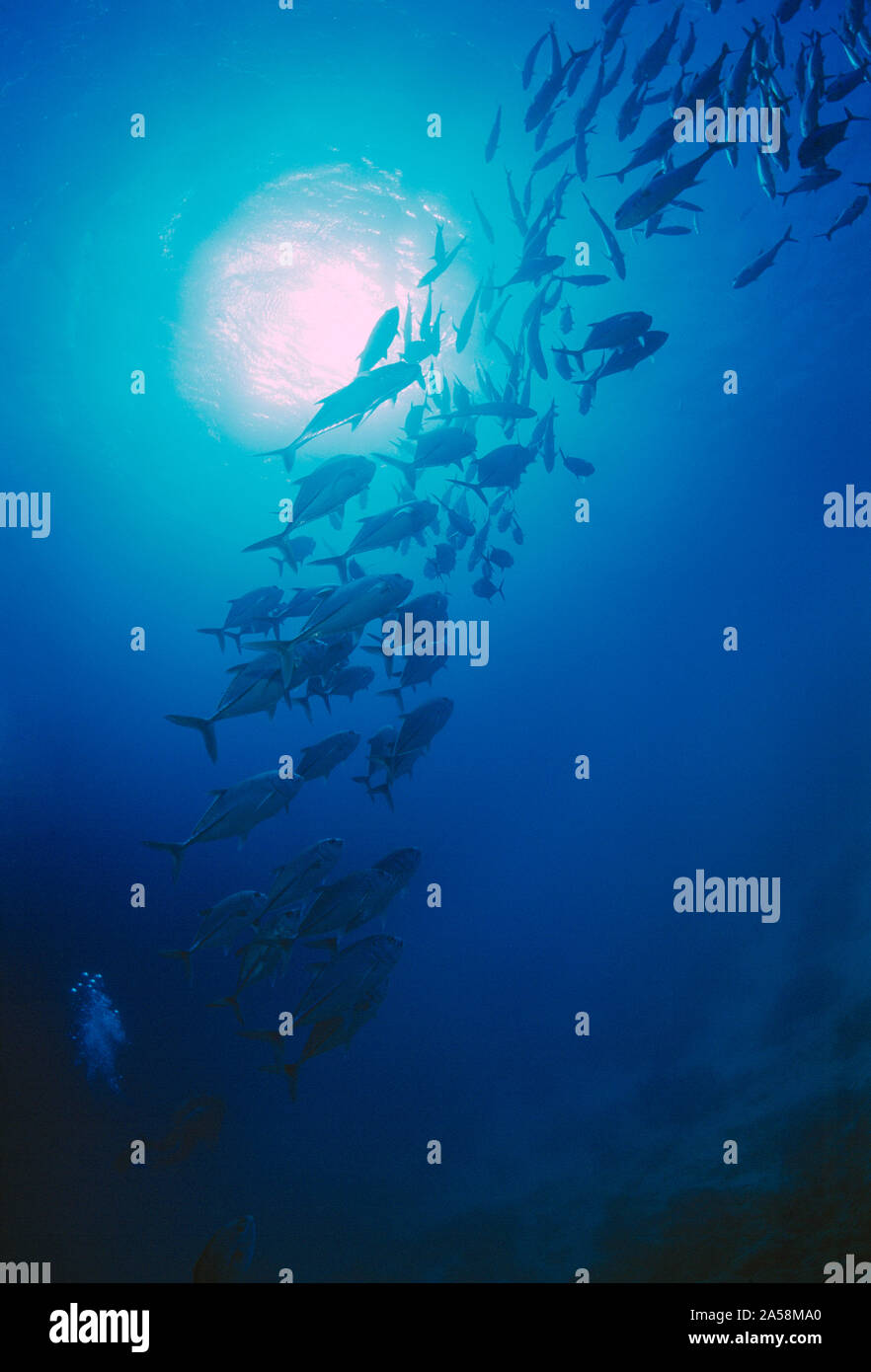 Jack fish hi-res stock photography and images - Alamy