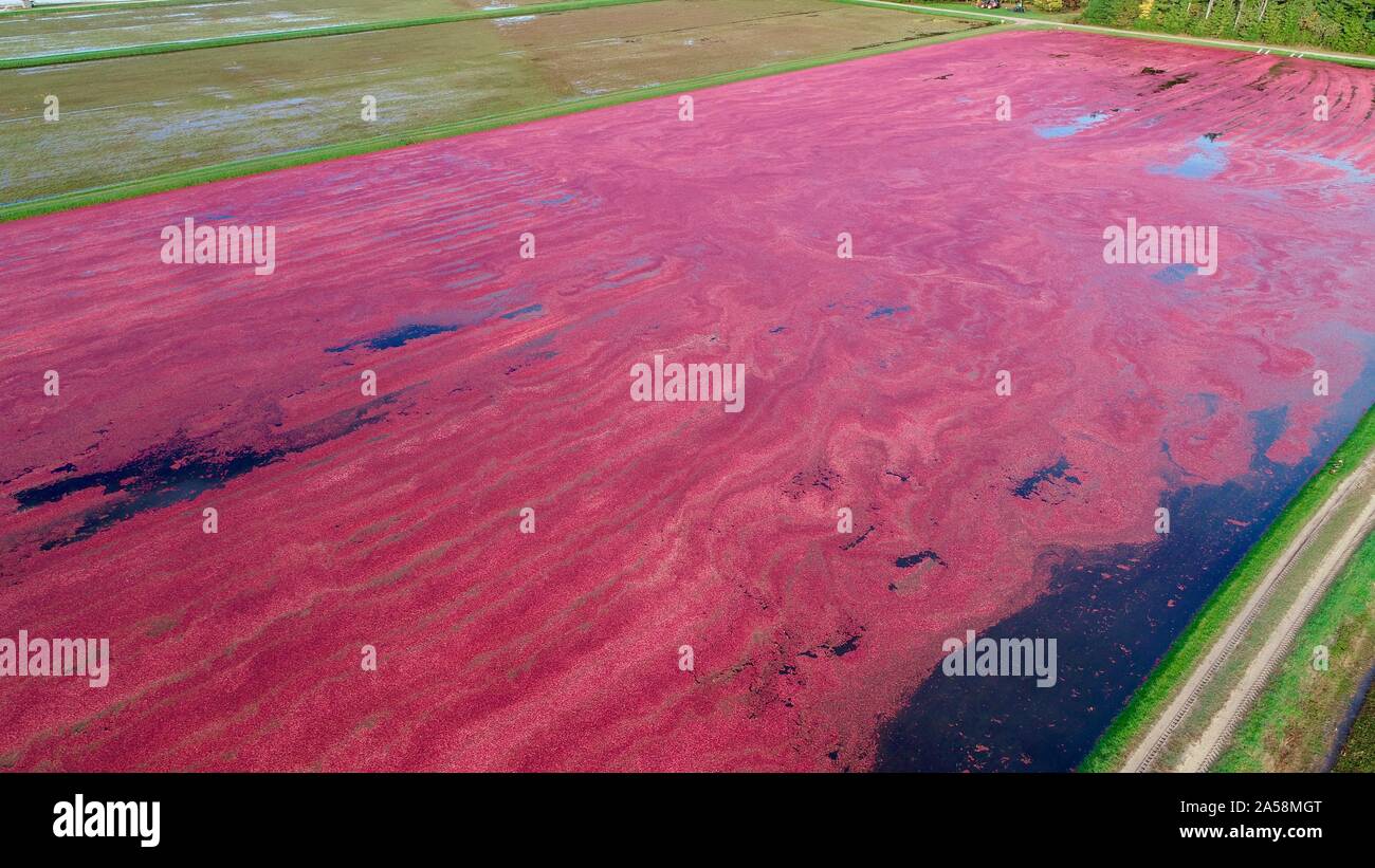 Aerial view of the harvesting of red cranberries floating in a flooded ...