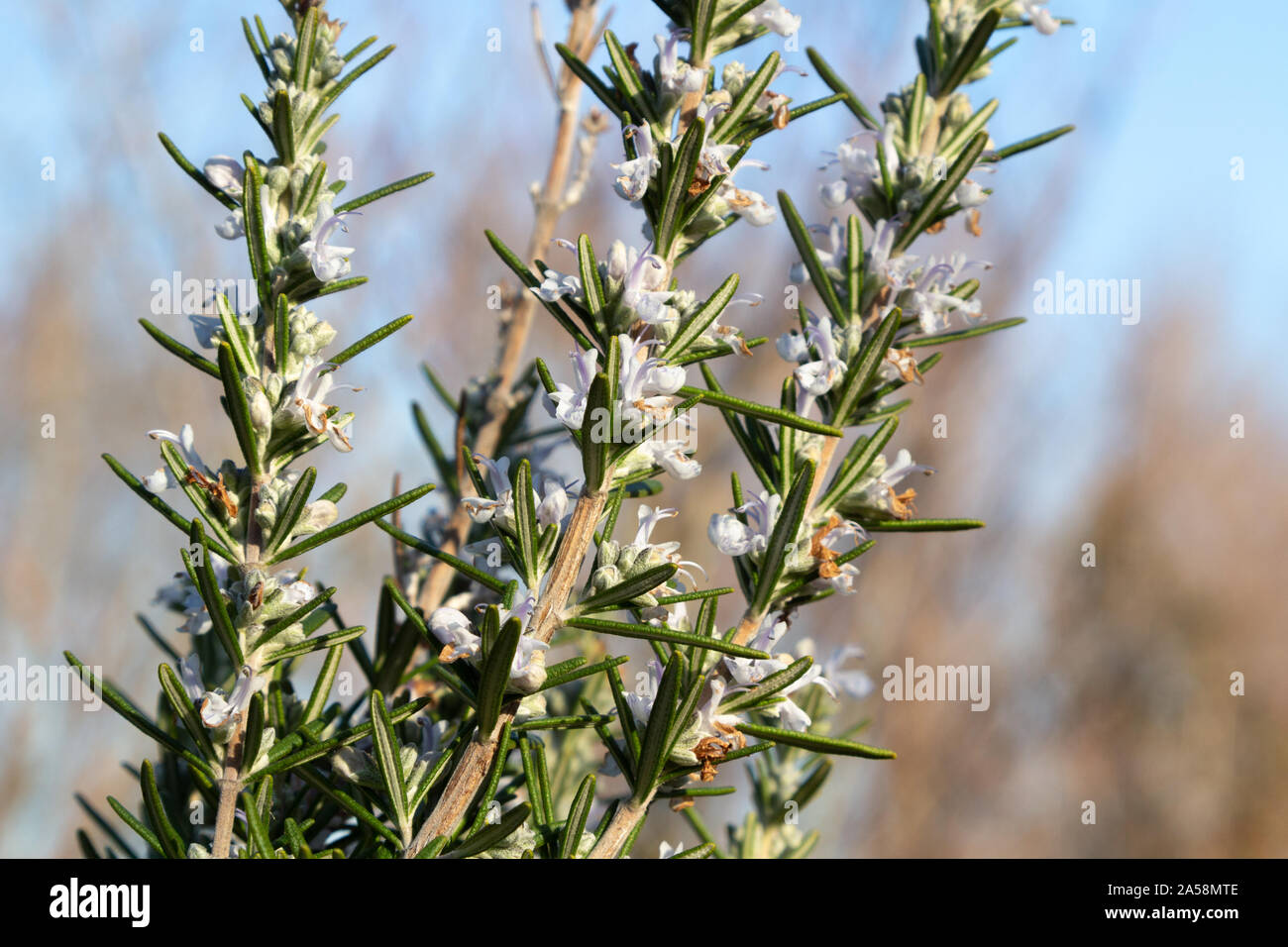 Rosemary Rosmarinus officinalis blooming in spring Stock Photo - Alamy