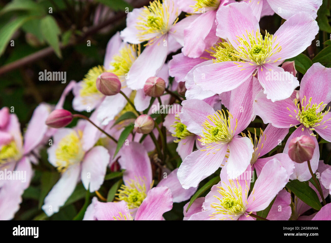 Pink Mountain clematis (Clematis montana) close-up Stock Photo - Alamy