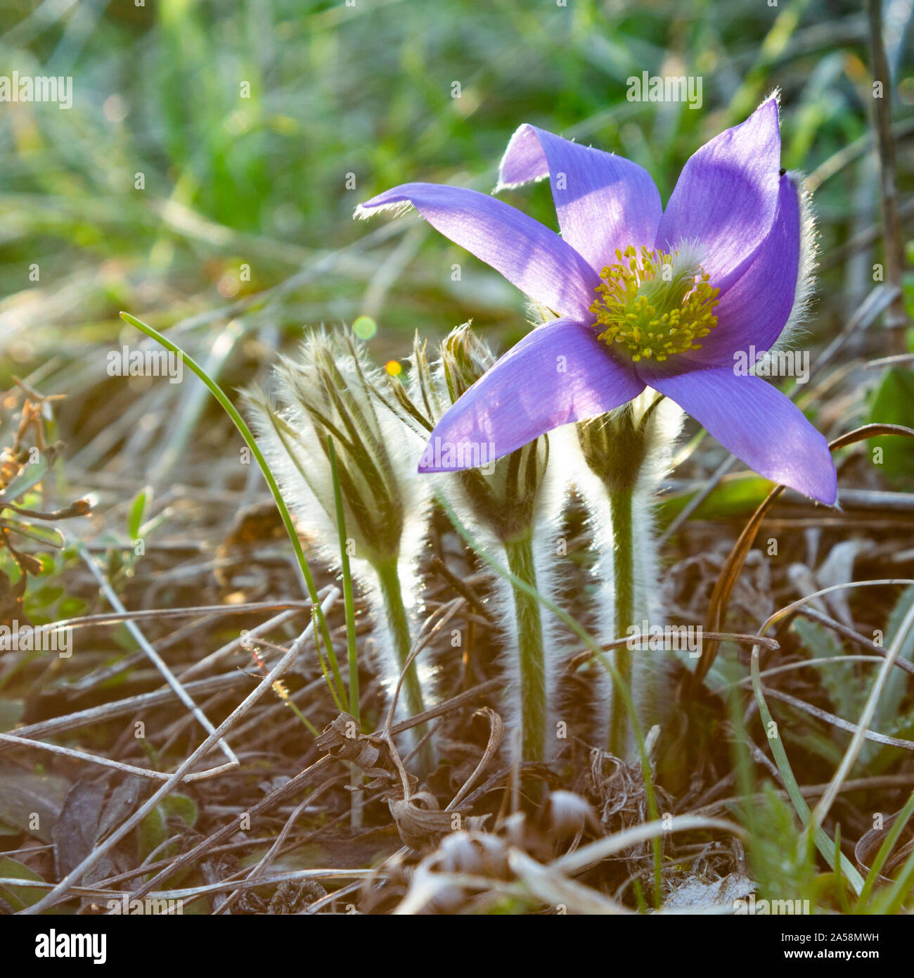 Greater pasque flower hi-res stock photography and images - Alamy