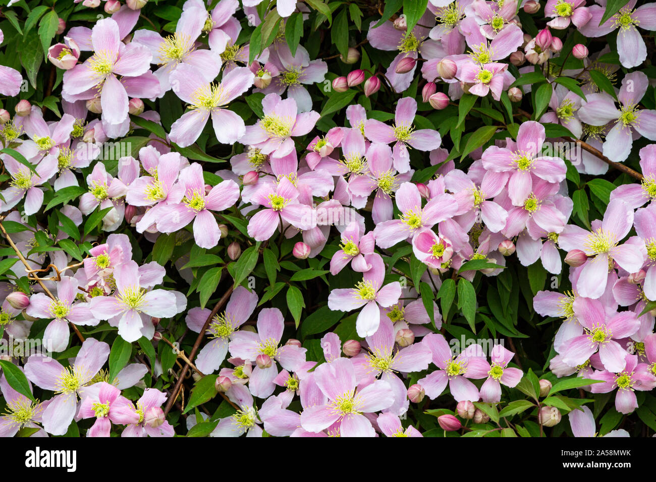 Mountain clematis (Clematis montana) texture Stock Photo - Alamy