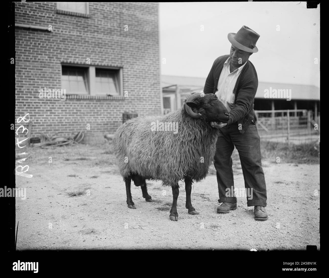U s sheep experiment station hi-res stock photography and images - Alamy