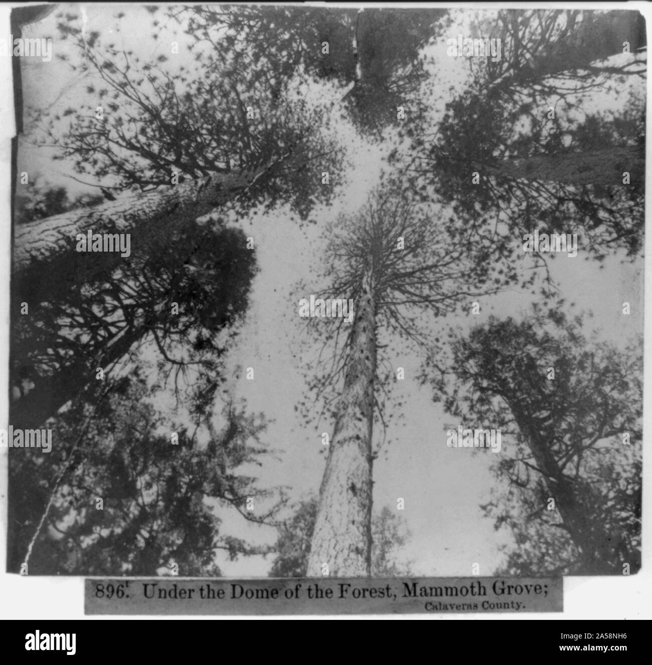 Under the Dome of the Forest, Mammoth Grove Stock Photo - Alamy