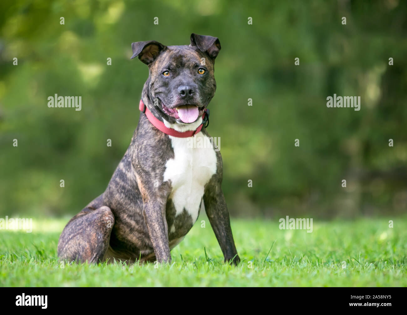 Brindle dog sitting hi-res stock photography and images - Alamy