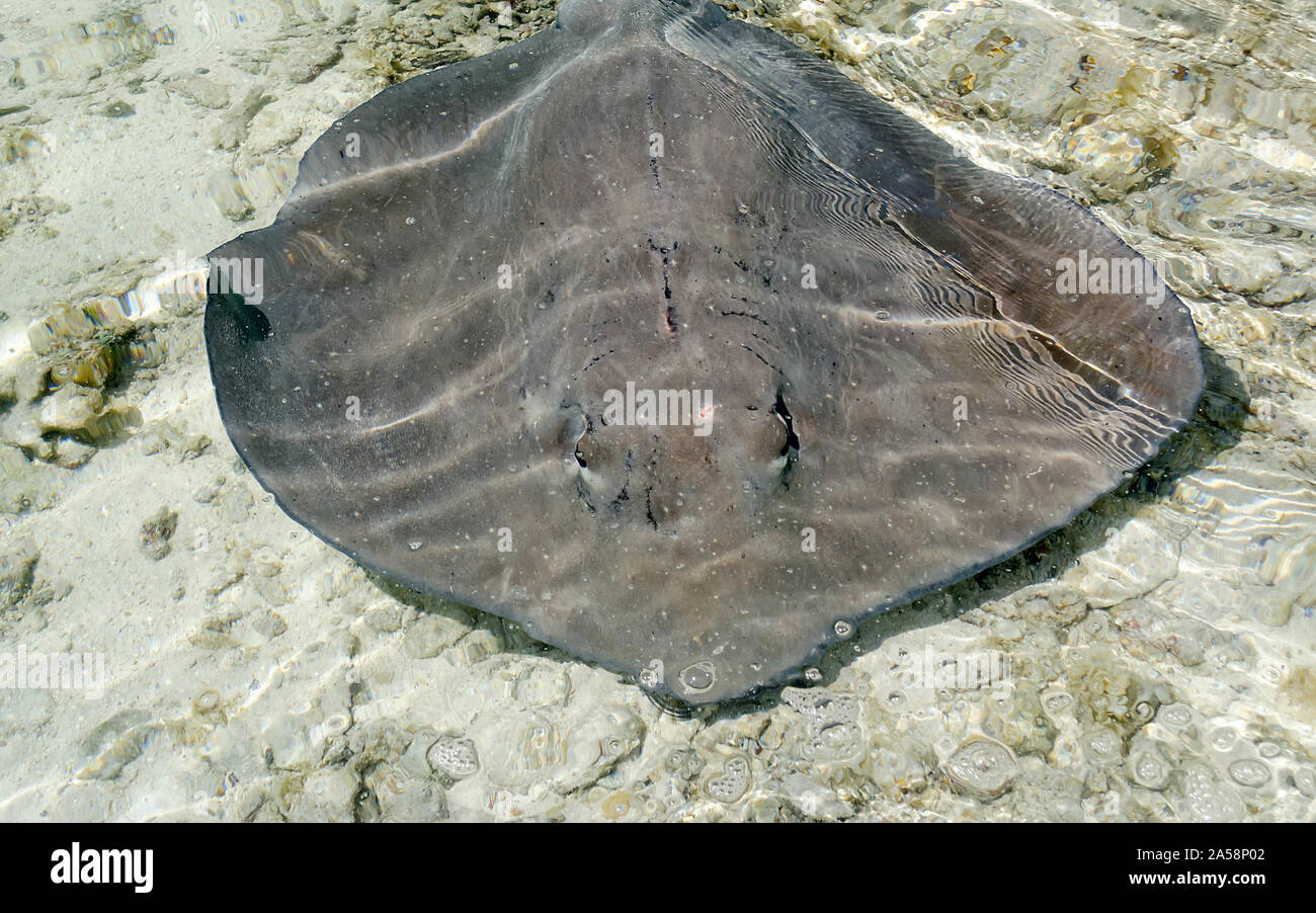 Stingray floating in the turquoise lagoon of Moorea, French Polynesia ...