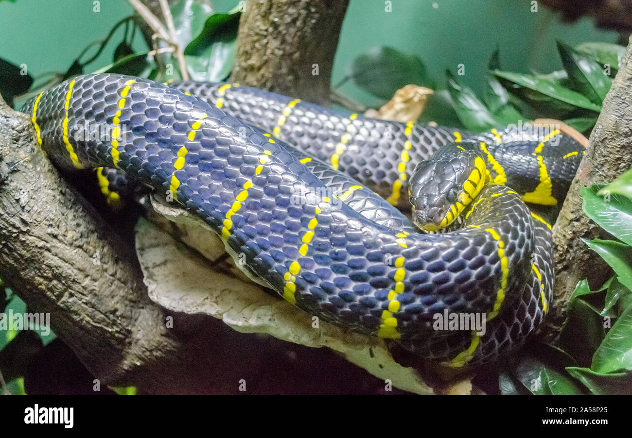 Black and yellow mangrove snake hi-res stock photography and images - Alamy