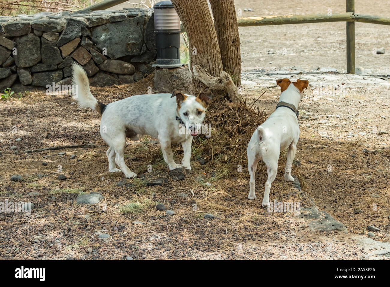 Are Lava Rocks Dangerous For Dogs