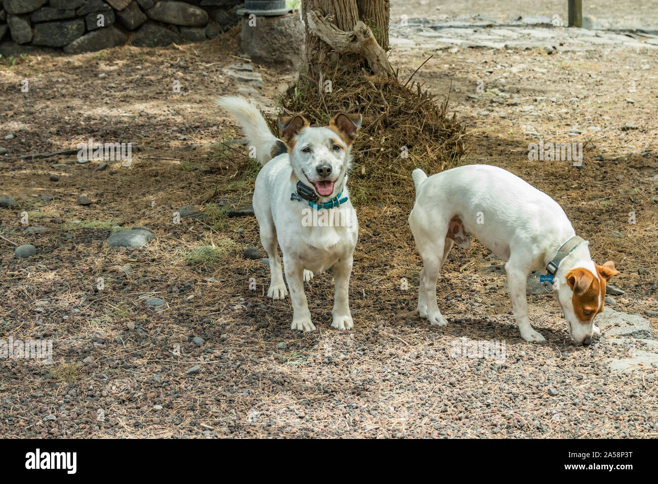 Lava Dogs High Resolution Stock Photography and Images - Alamy