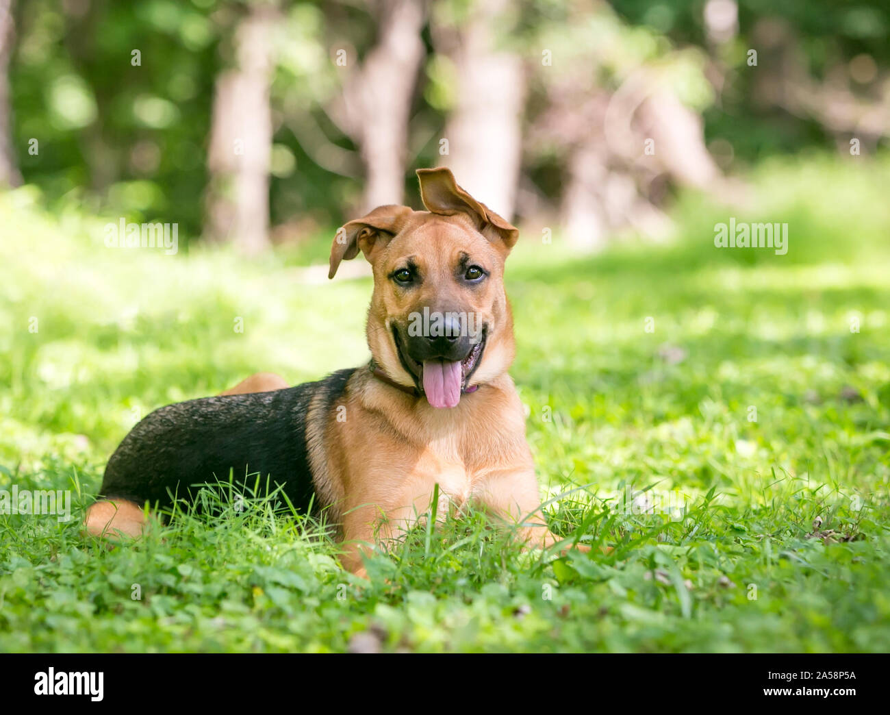 Goofy dog hi-res stock photography and images - Alamy