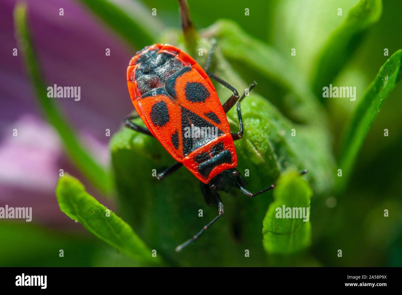 Small insects hi-res stock photography and images - Alamy