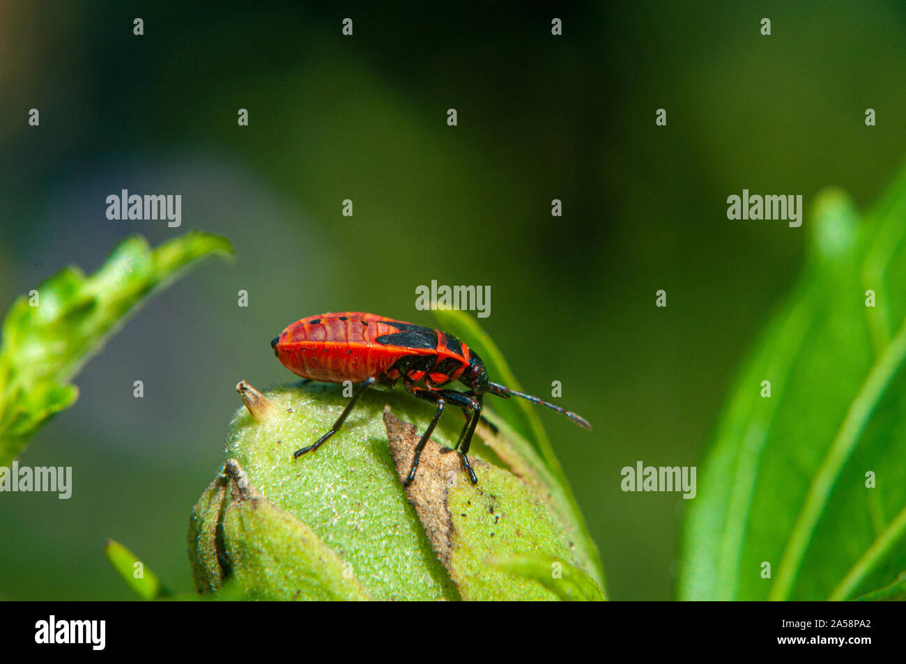 Very small insects hi-res stock photography and images - Alamy