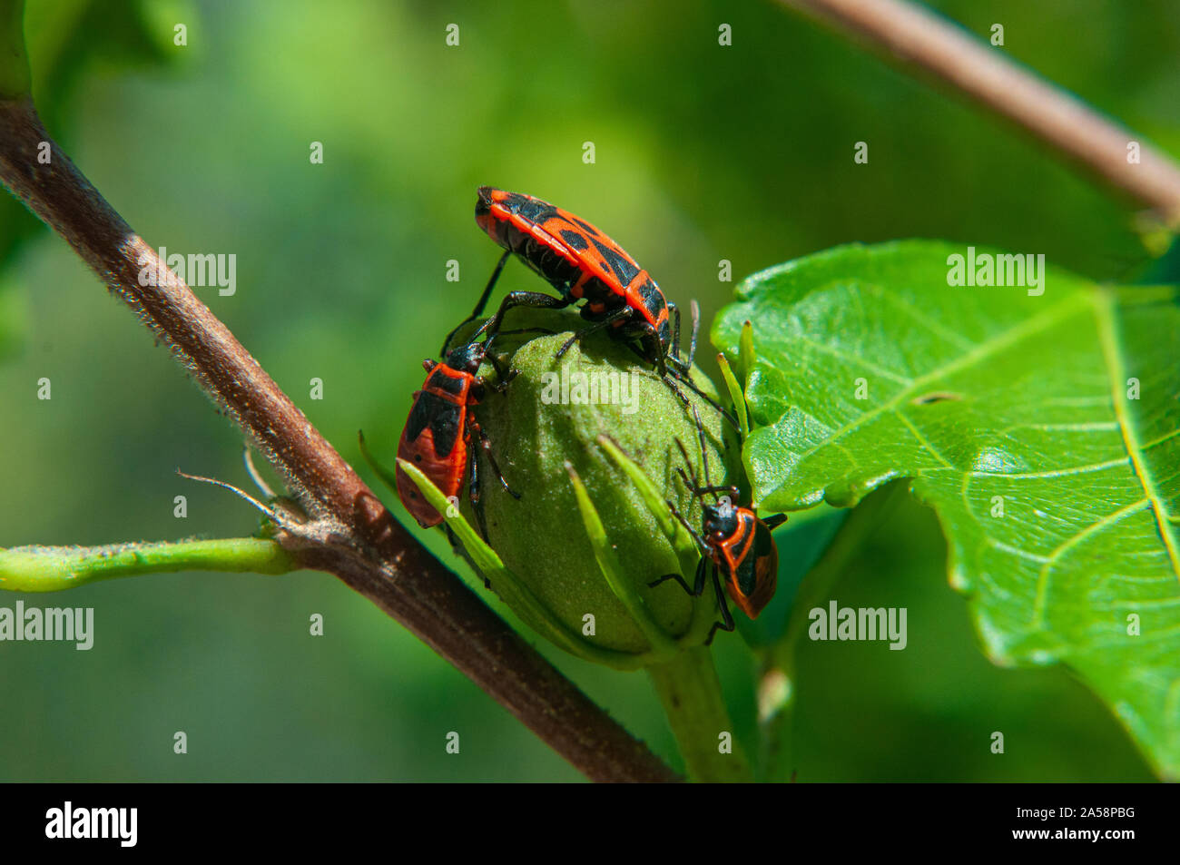 Small insects hi-res stock photography and images - Alamy