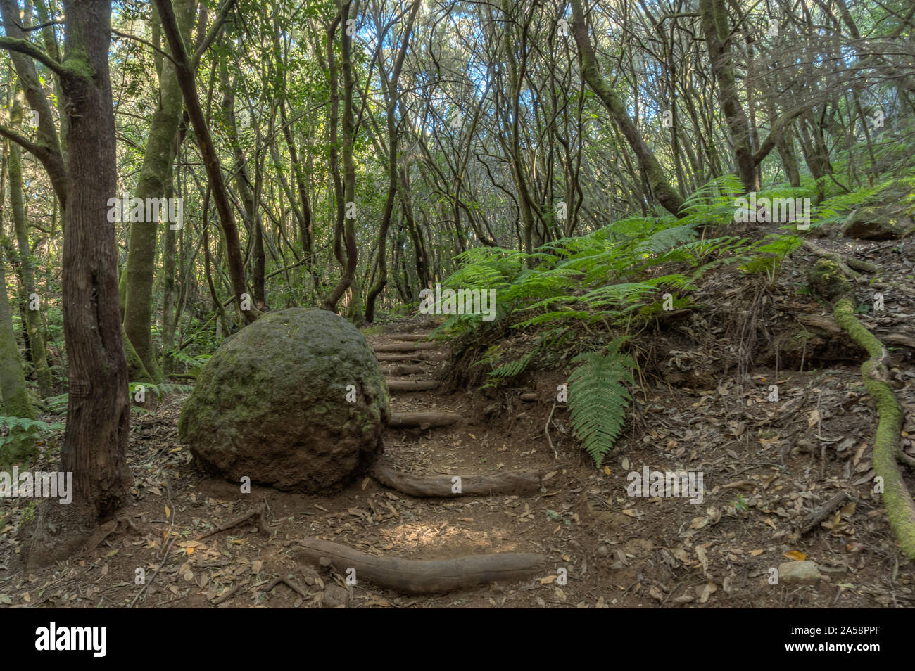 Relict forest on the slopes of the mountain range of the Garajonay ...