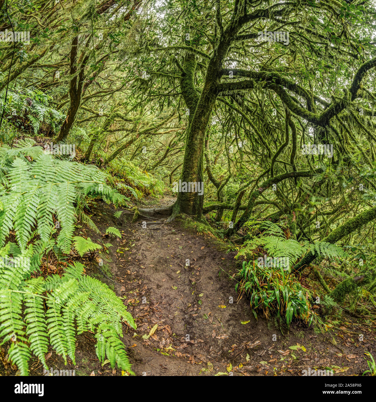 Relict forest on the slopes of the oldest mountain range of the island ...