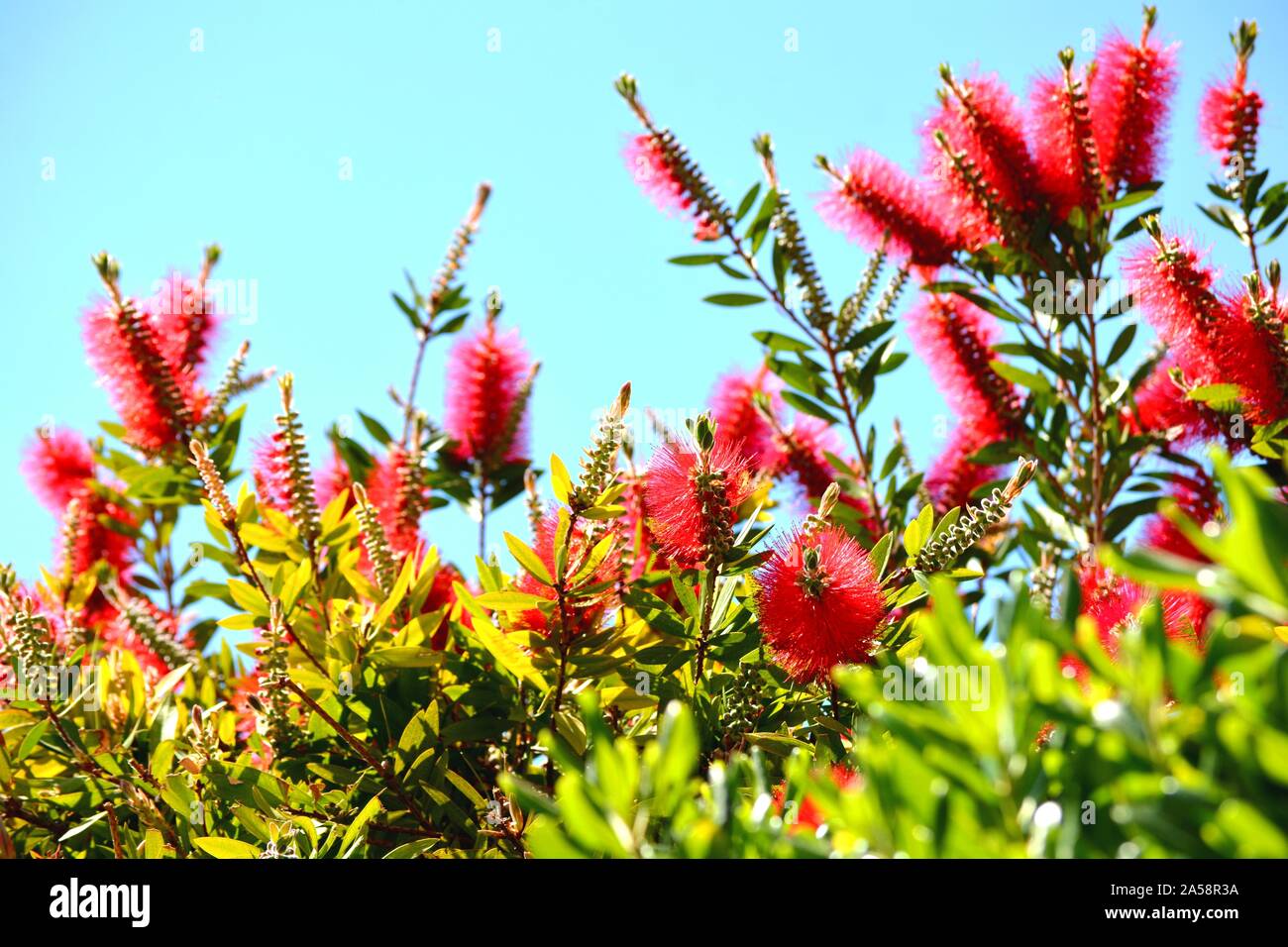 red callistemon flowers and green plants in a sunny day Stock Photo - Alamy