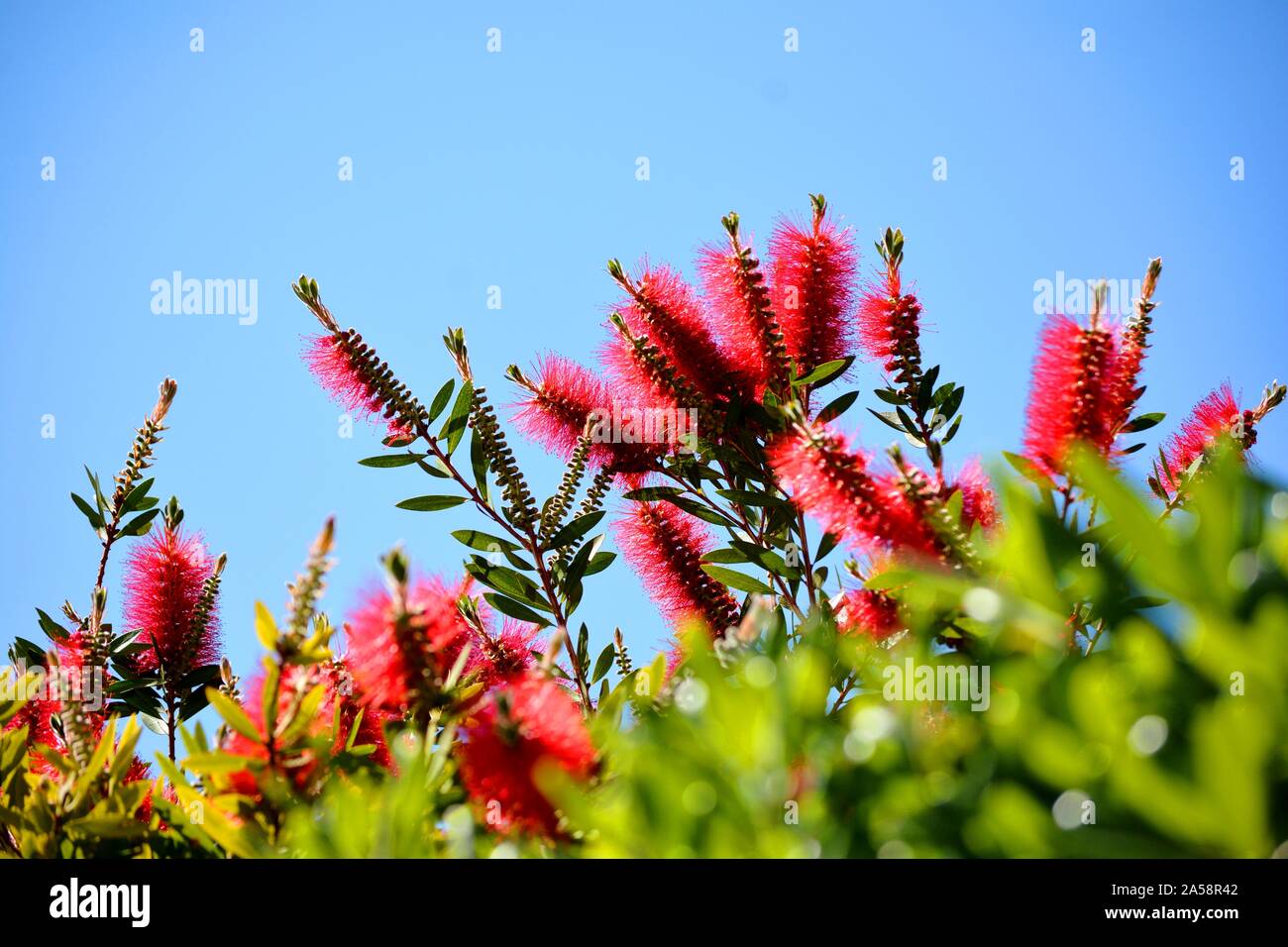 Red and green flowers hi-res stock photography and images - Alamy