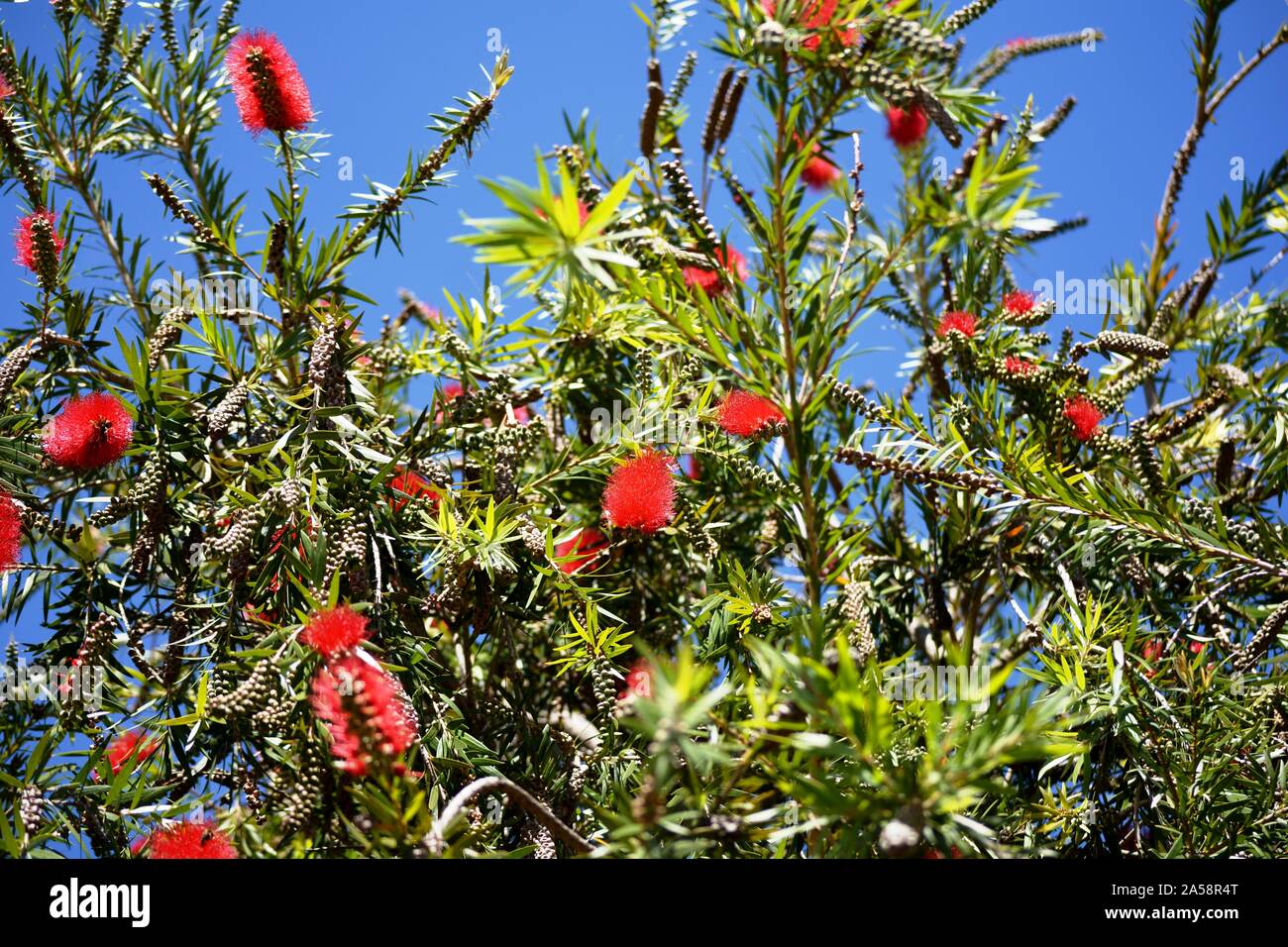 Red and green flowers hi-res stock photography and images - Alamy