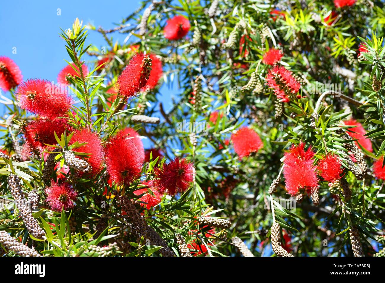 Callistemon a hi-res stock photography and images - Alamy