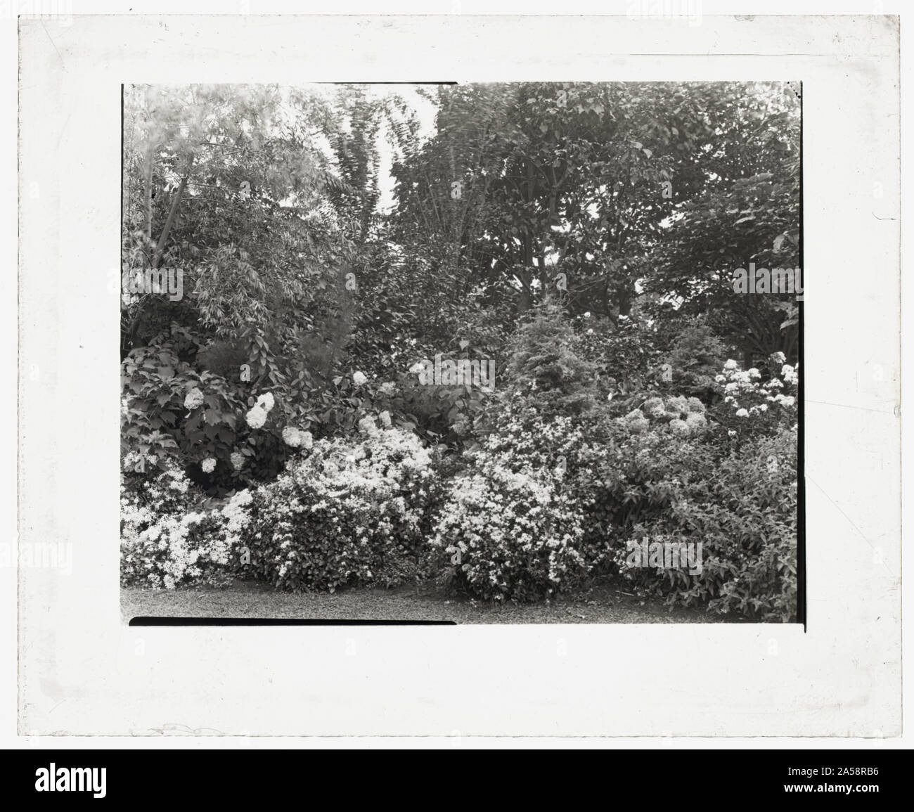 Shrub border Cut Out Stock Images & Pictures - Alamy