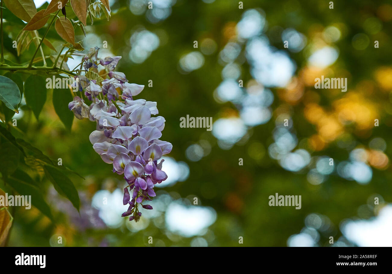 Wild summer lilac hi-res stock photography and images - Alamy