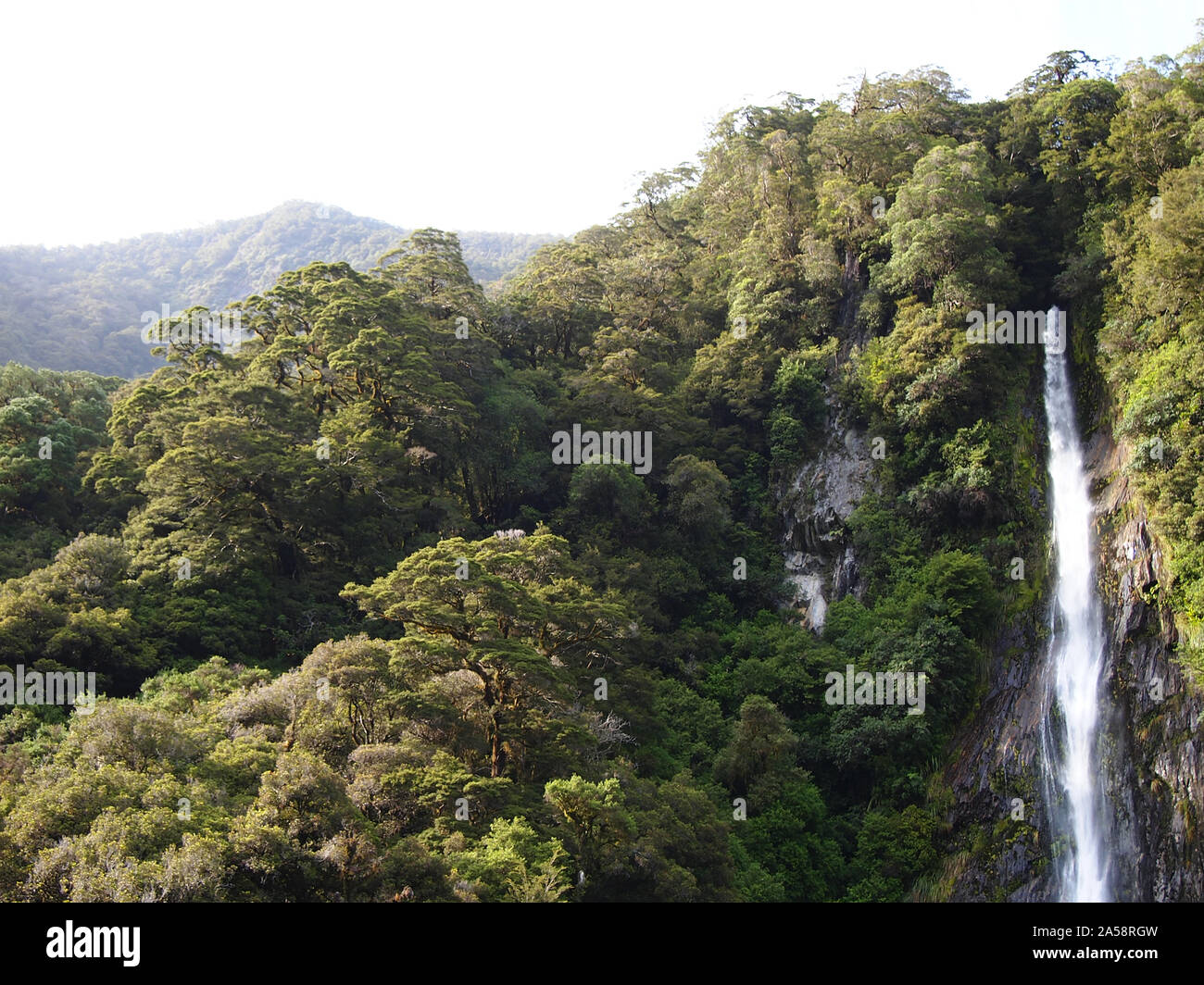 A waterfall in the midst of temperate rainforests in the Southern Alps ...