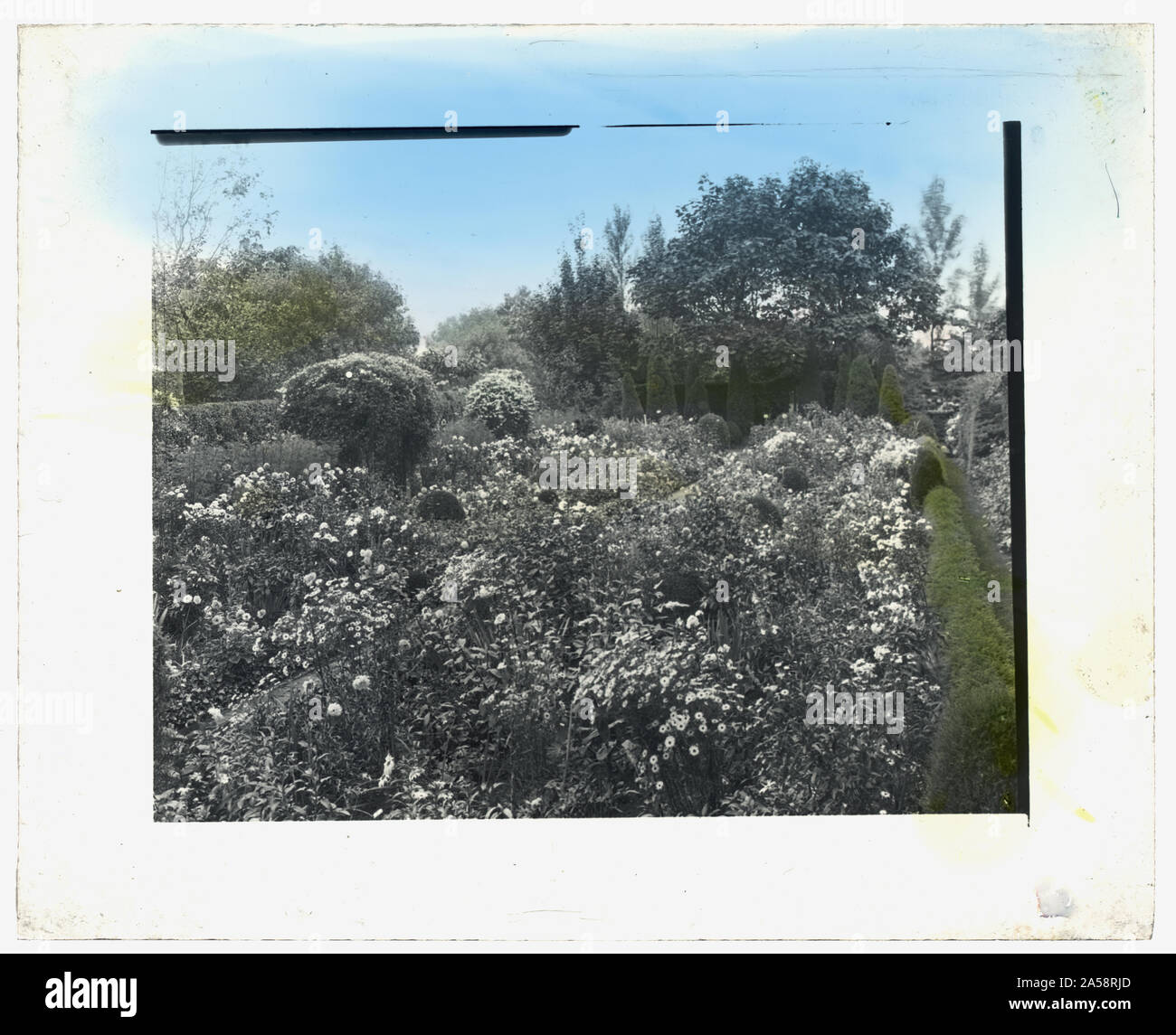 Boxwood front yard hi-res stock photography and images - Alamy