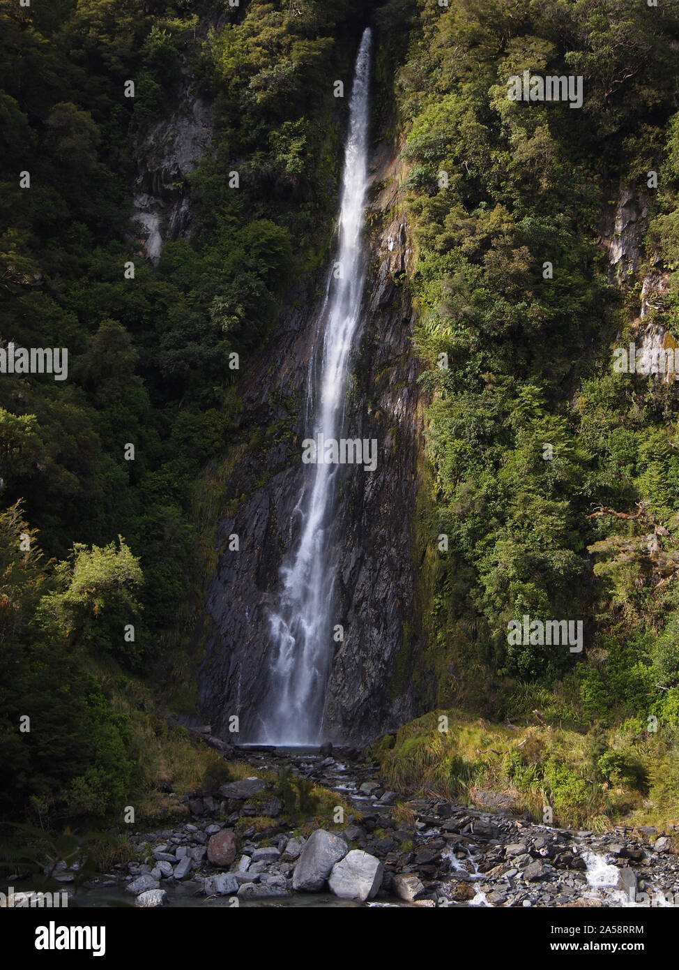 A waterfall in the midst of temperate rainforests in the Southern Alps ...