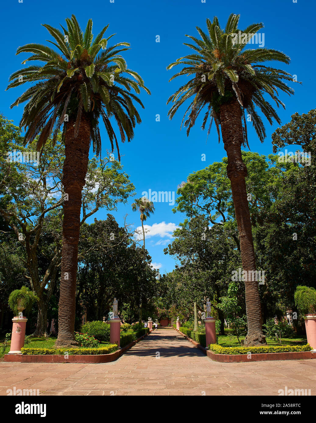 garden with unique palm trees Stock Photo - Alamy