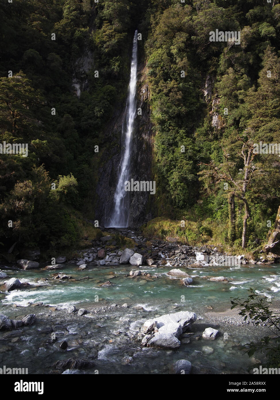 A waterfall in the midst of temperate rainforests in the Southern Alps ...