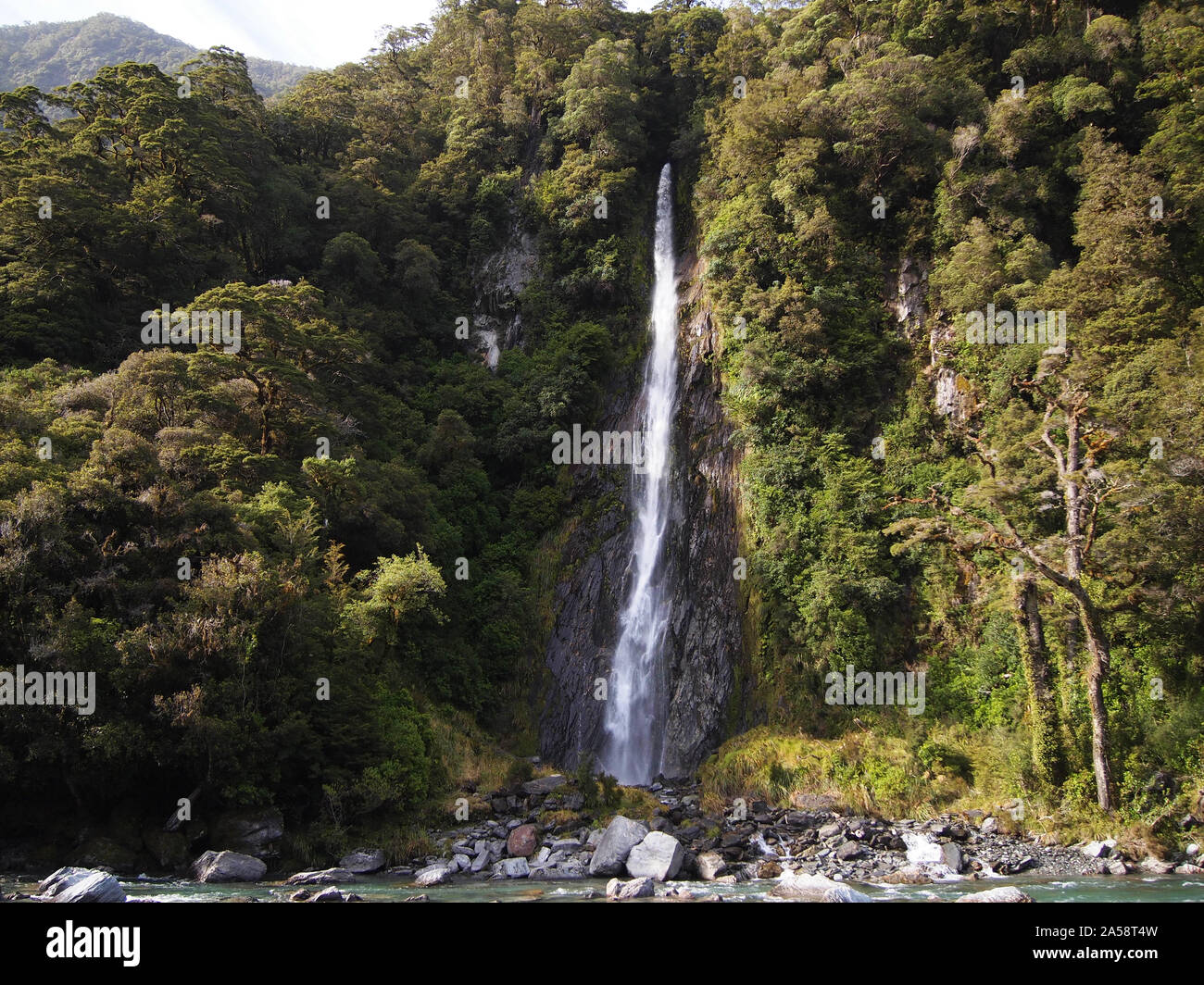 A waterfall in the midst of temperate rainforests in the Southern Alps ...