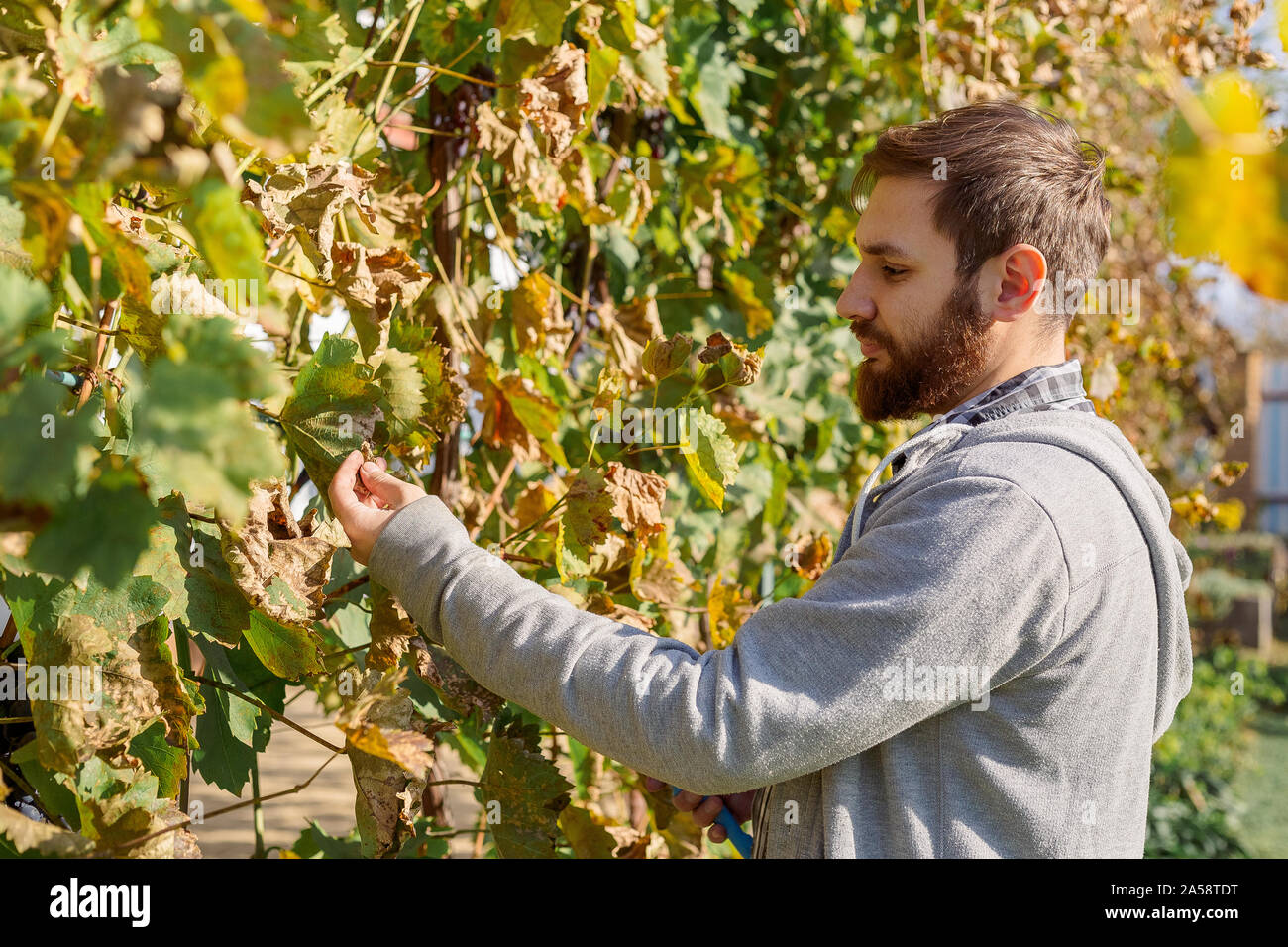 Vintner man examining the grapes during the vintage. Vine making ...