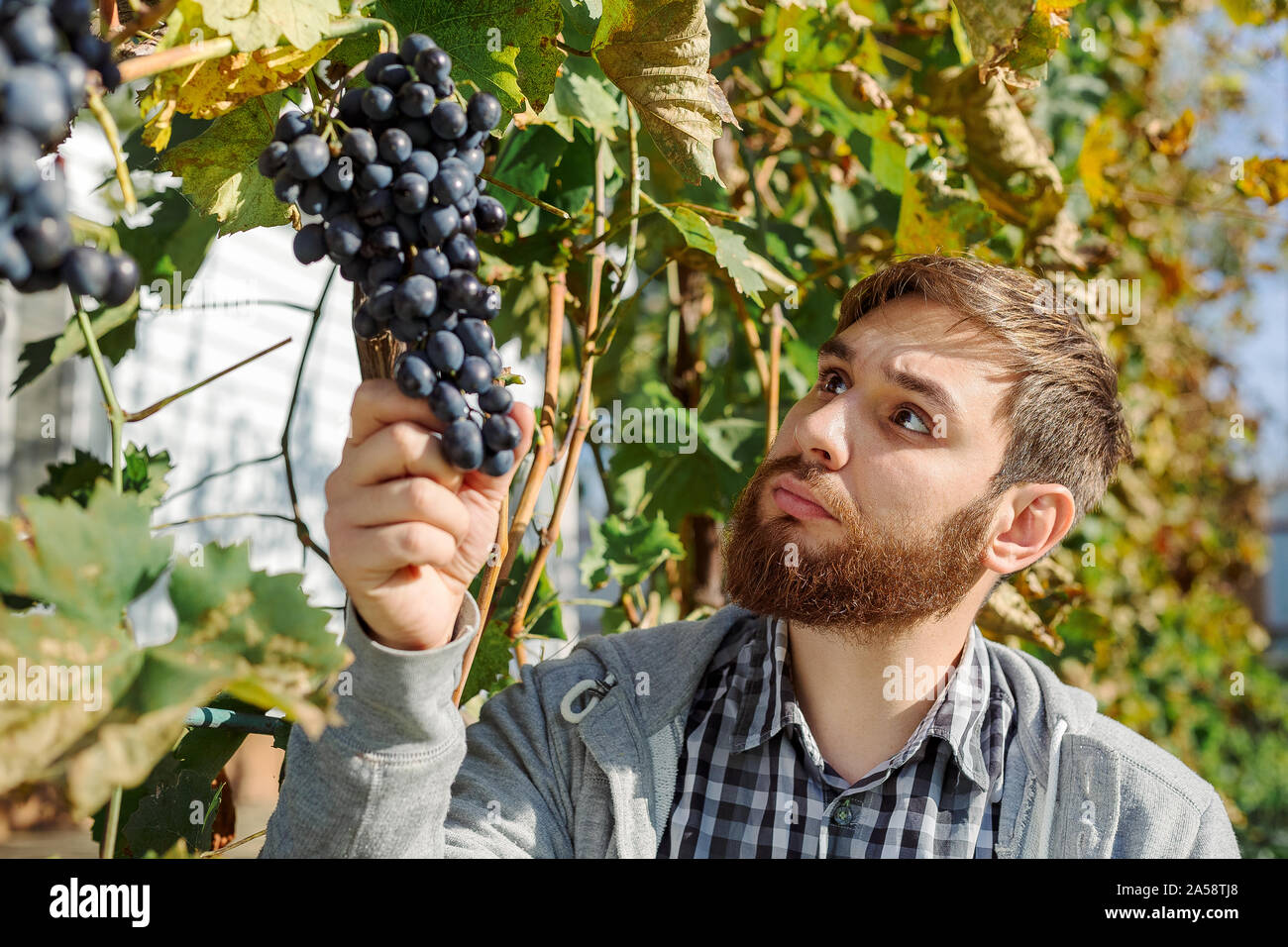 Vintner man examining the grapes during the vintage. Vine making ...