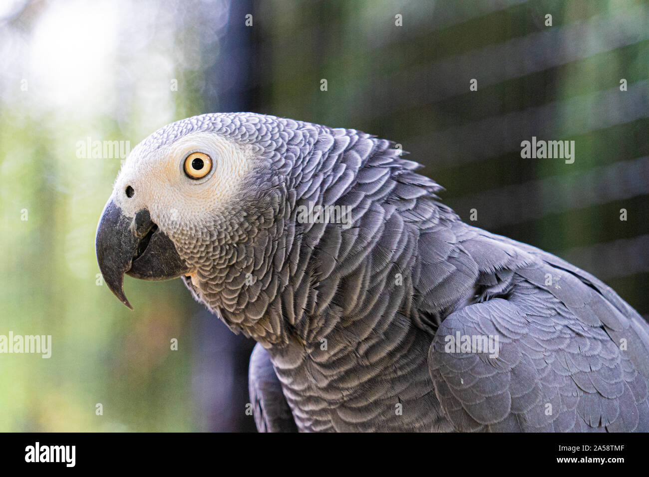 Black And White Bird With Red Beak High Resolution Stock Photography ...