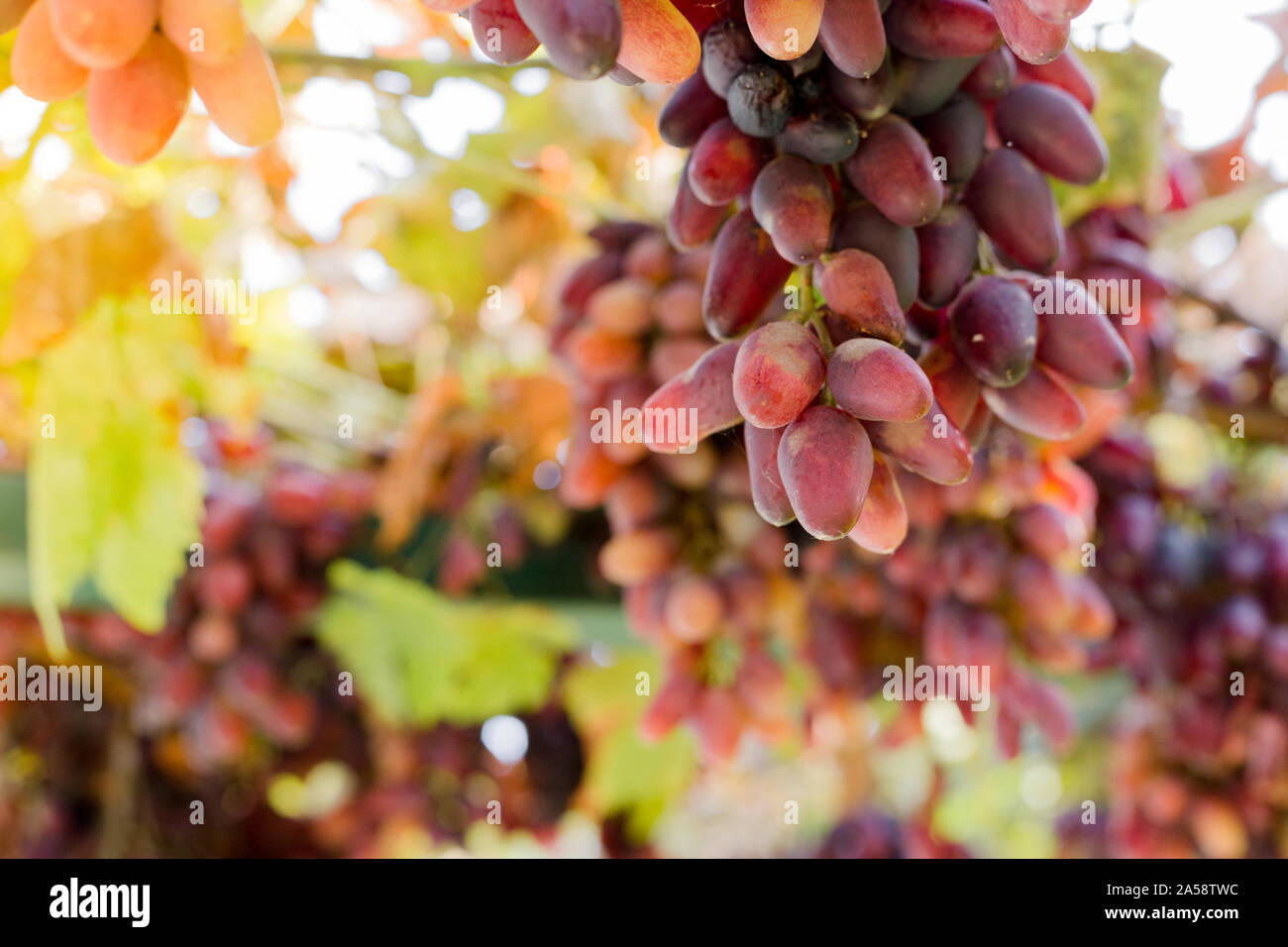 California green seedless grapes hi-res stock photography and images ...