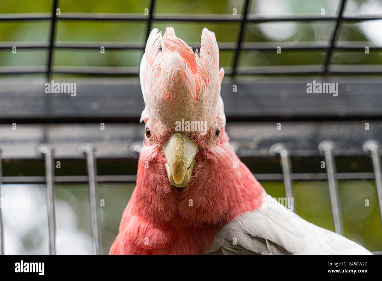 Close up low angle view of Pink and White Galah Galahs showing head ...