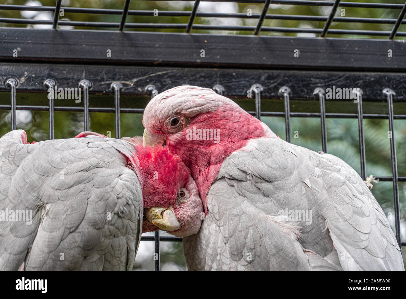 Close up low angle view of Pink and White Galah Galahs showing head ...