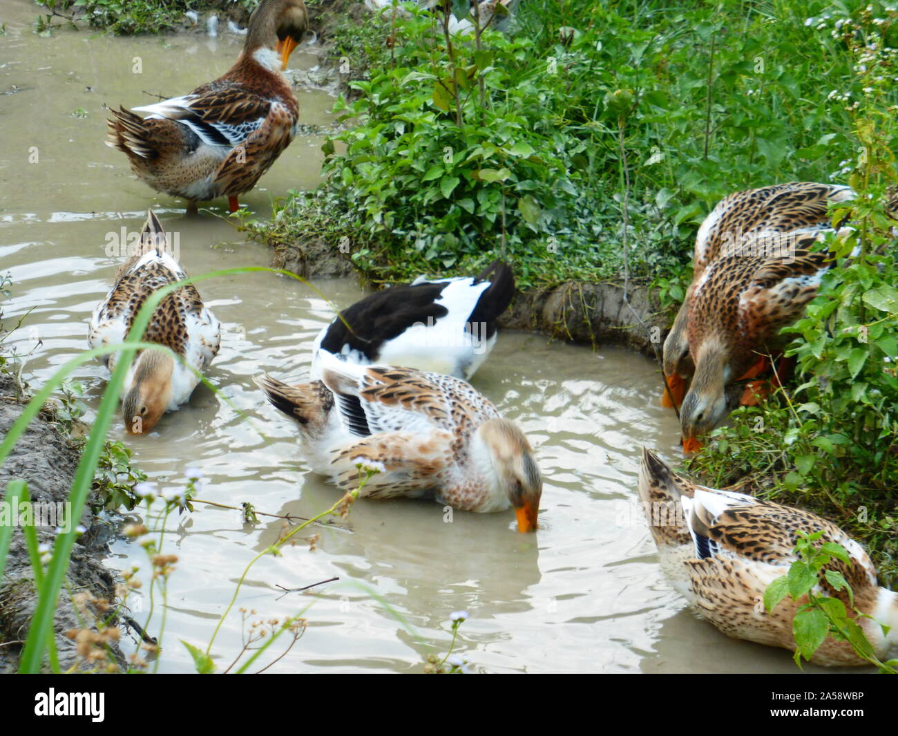 Ducks foraging hi-res stock photography and images - Alamy
