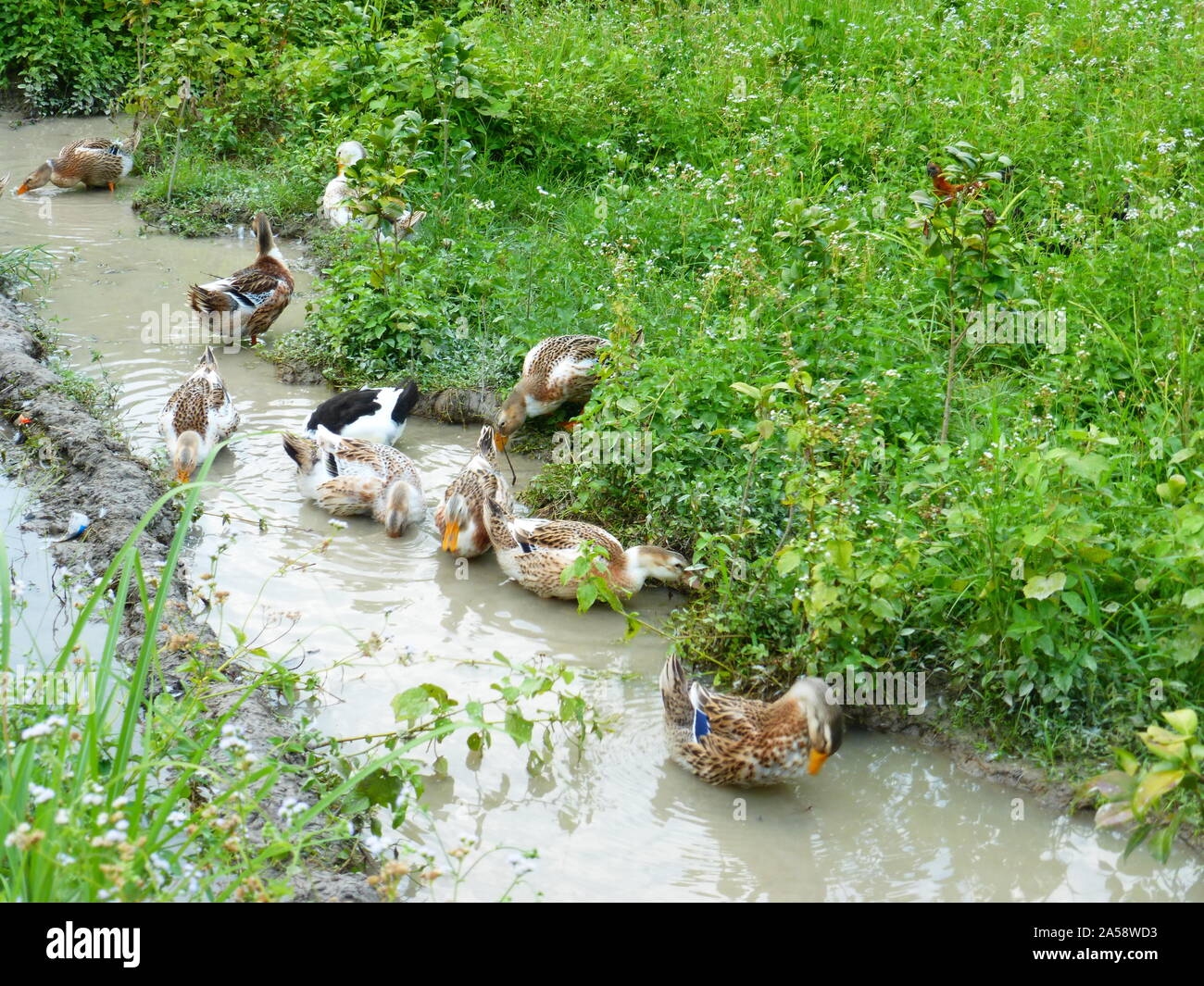 A flock of ducks foraging in a stream Stock Photo - Alamy