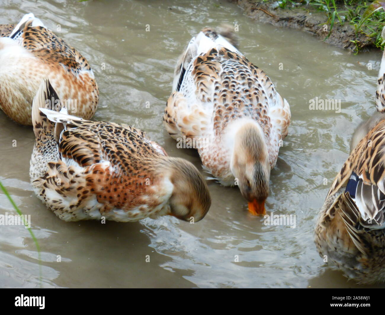 A flock of ducks foraging in a stream Stock Photo - Alamy