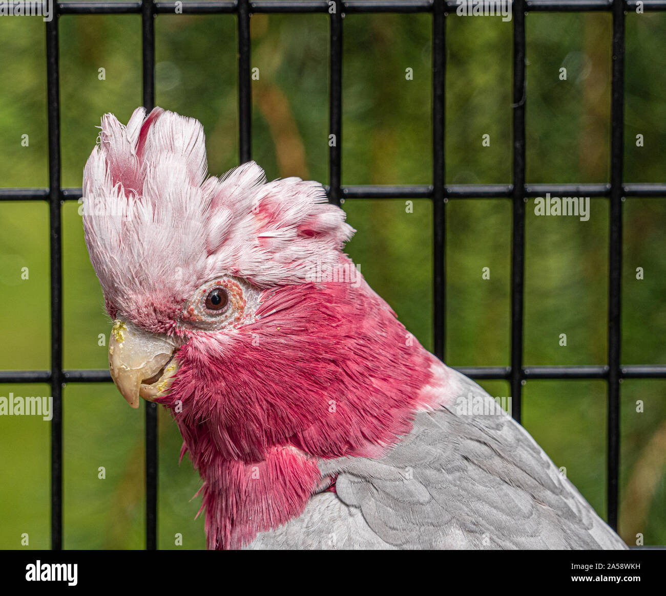 Galah isolated white hi-res stock photography and images - Alamy