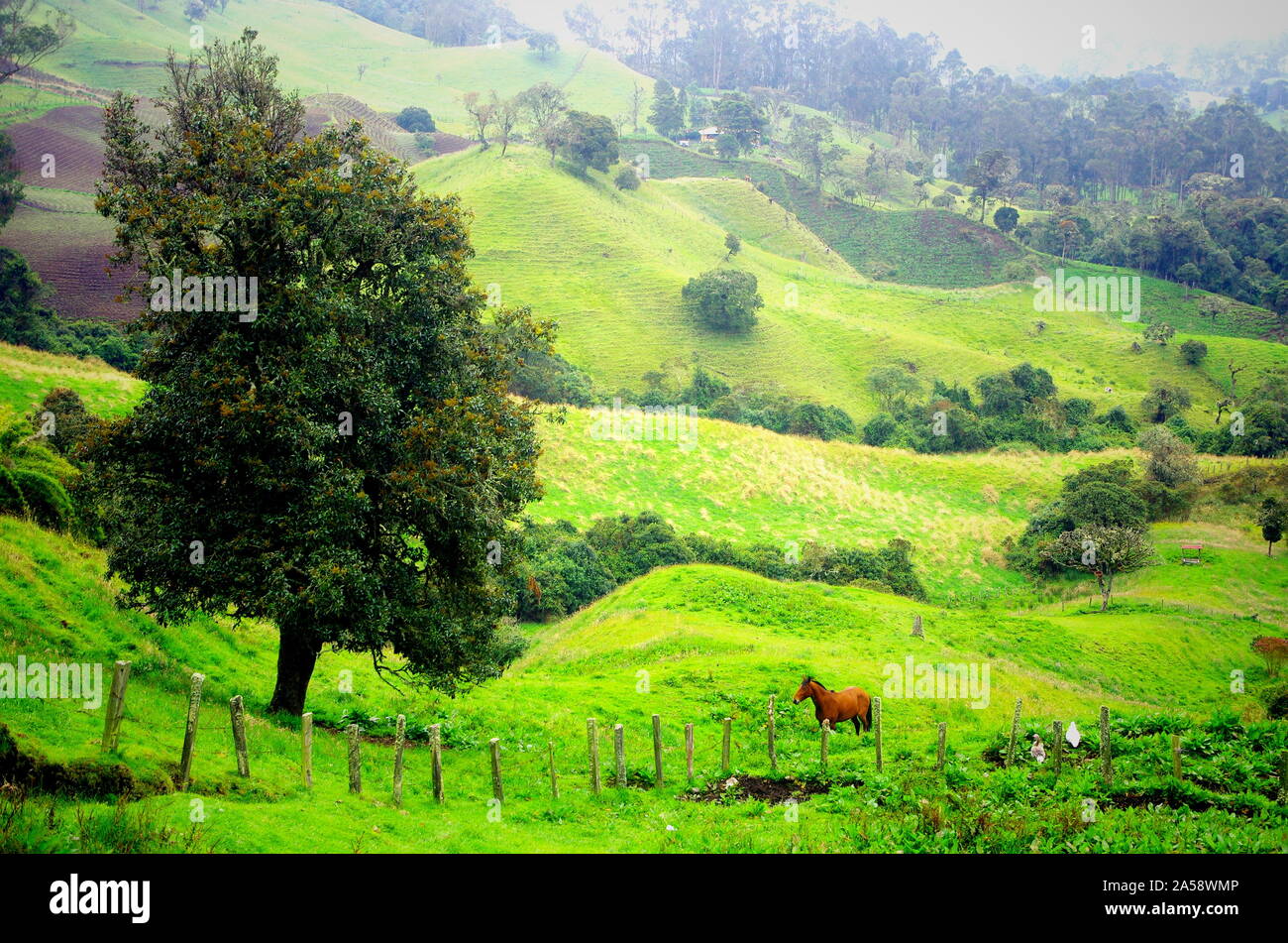 Farm in the Andes of Colombia Stock Photo - Alamy