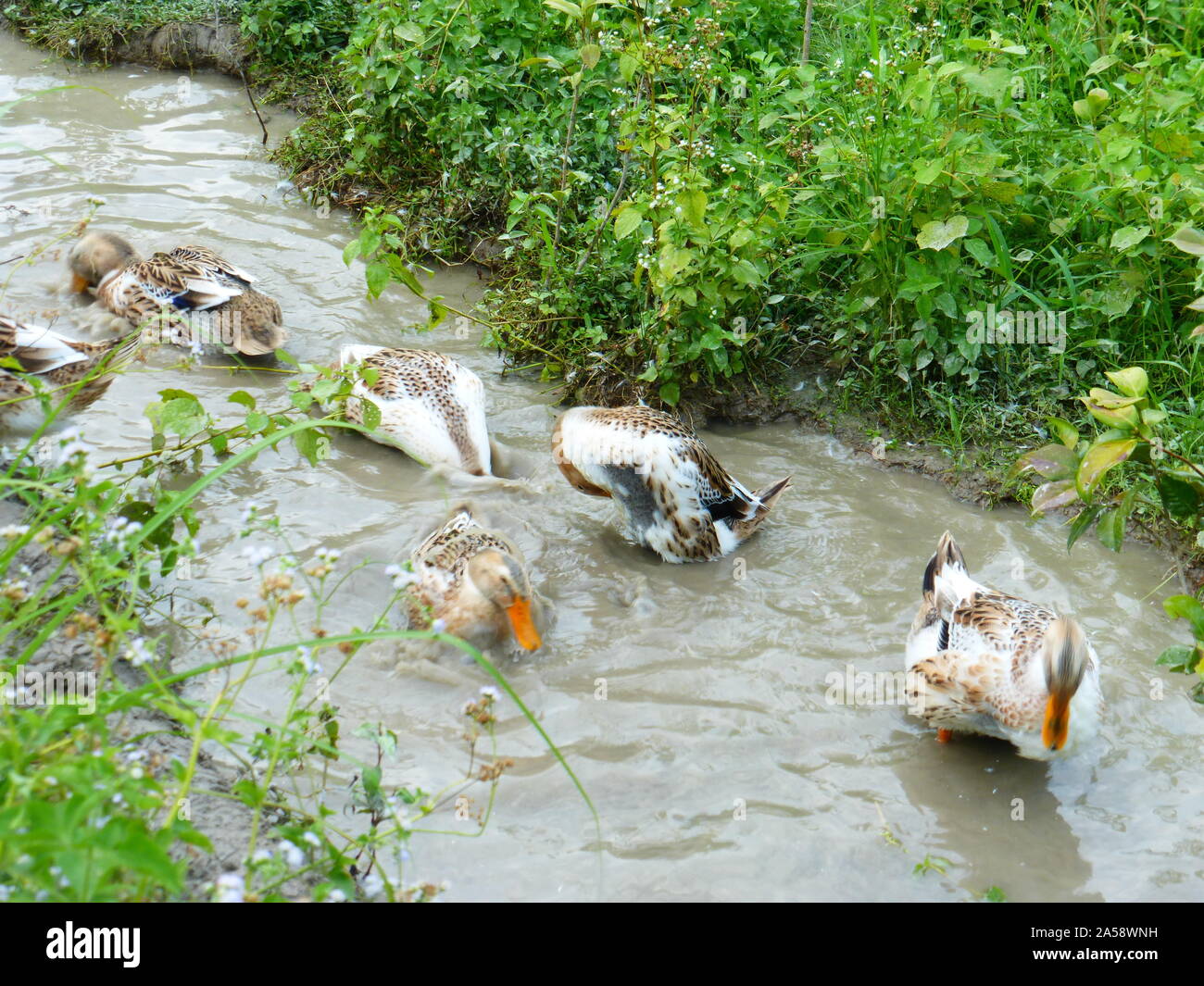A flock of ducks foraging in a stream Stock Photo - Alamy